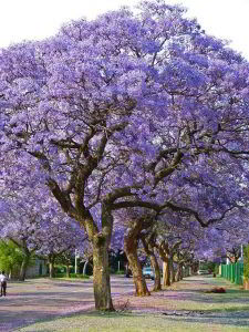 Conheça a Elegância da Madeira Jacarandá - Madeireira Cedro