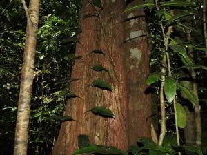 Tudo sobre a Madeira Curupixá (Guajará) - Madeireira Cedro